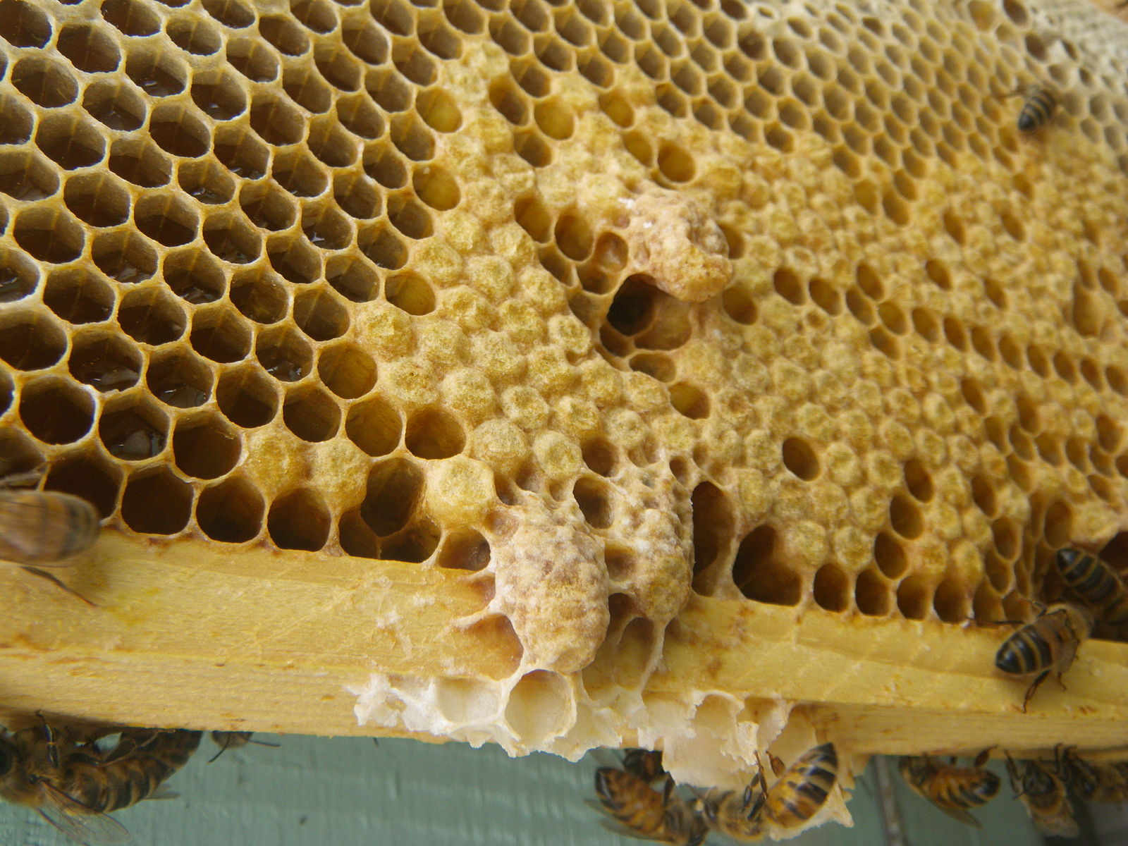 Understanding Queen Cells in a Beehive | APiLOG Blog