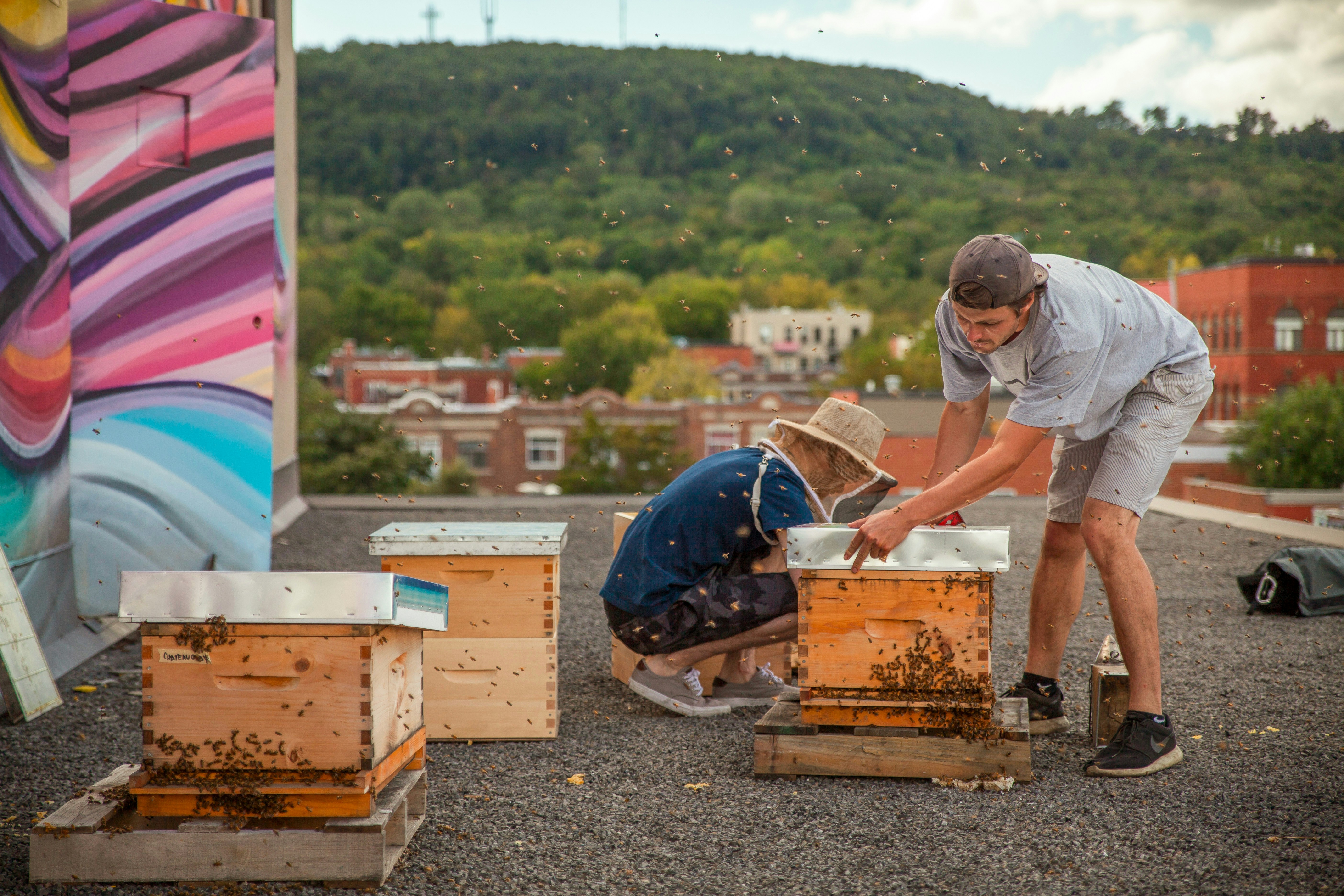 Urban Beekeeping 101: How to Keep Healthy Hives in the City | APiLOG Blog